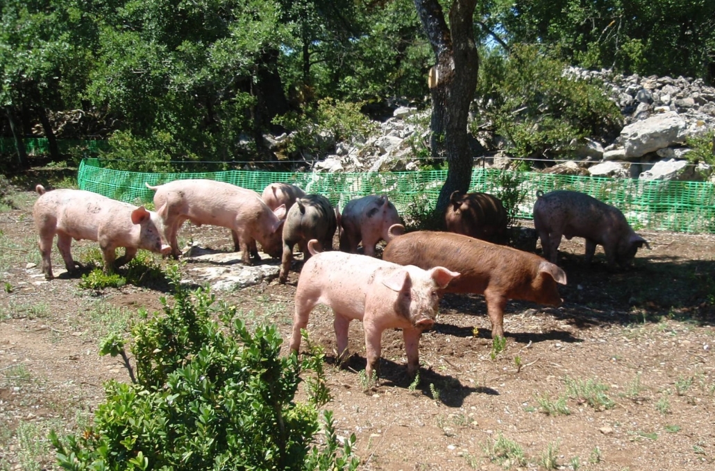 En images – Bergerie de Berdine